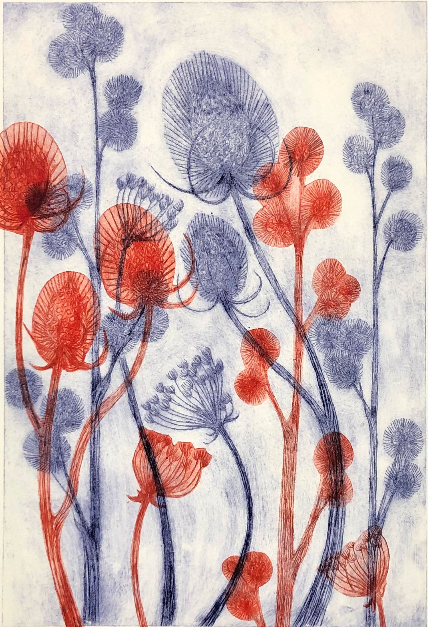 Red Seed Heads Limited Edition Print